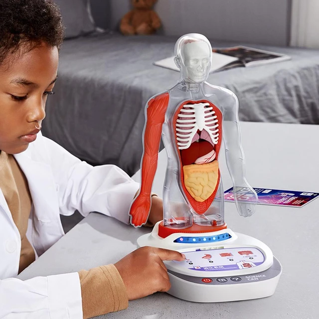 Biology Science Human Body