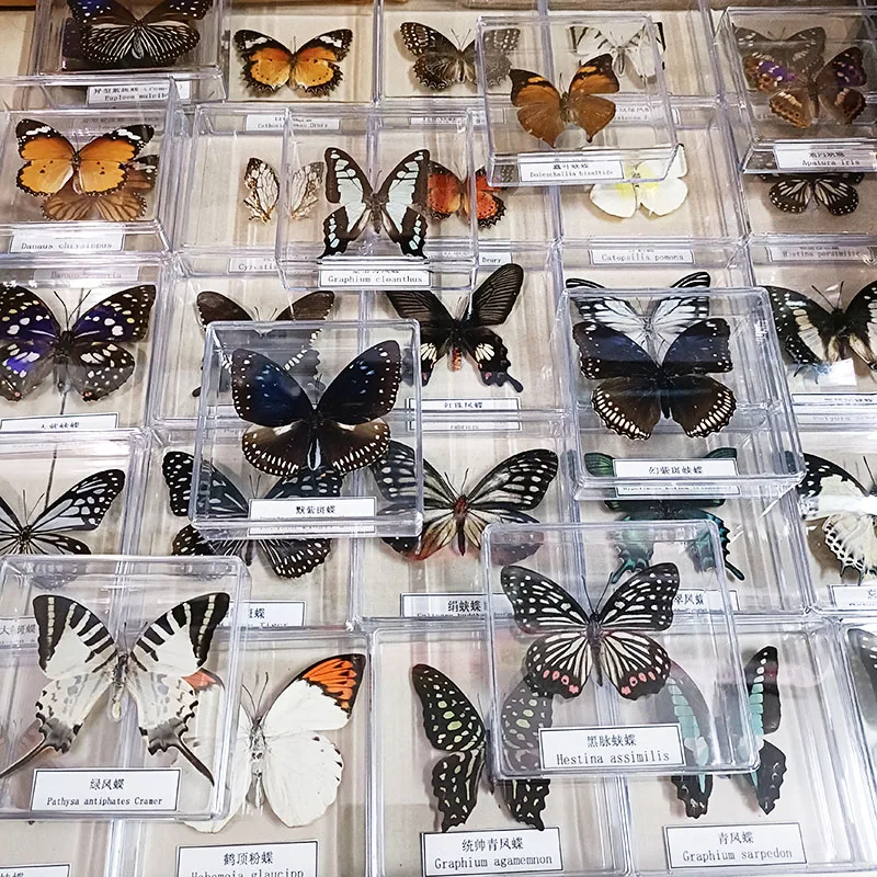 Real Specimens Of Butterflies Fixed In An Open Acrylic Transparent Box ...