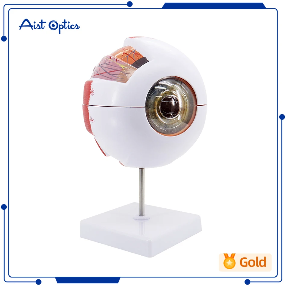 Medical Science Model Eye | Eyeball Model Medical | Anatomic Model Eye ...