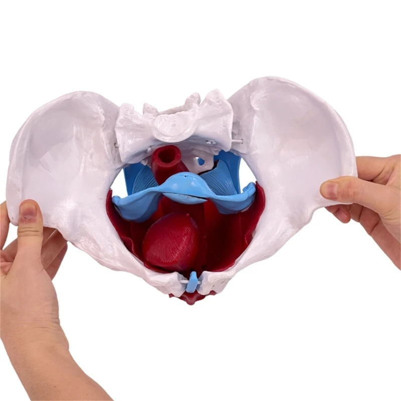 Movable Pelvic Structure Model with Muscles Female Pelvis Model ...