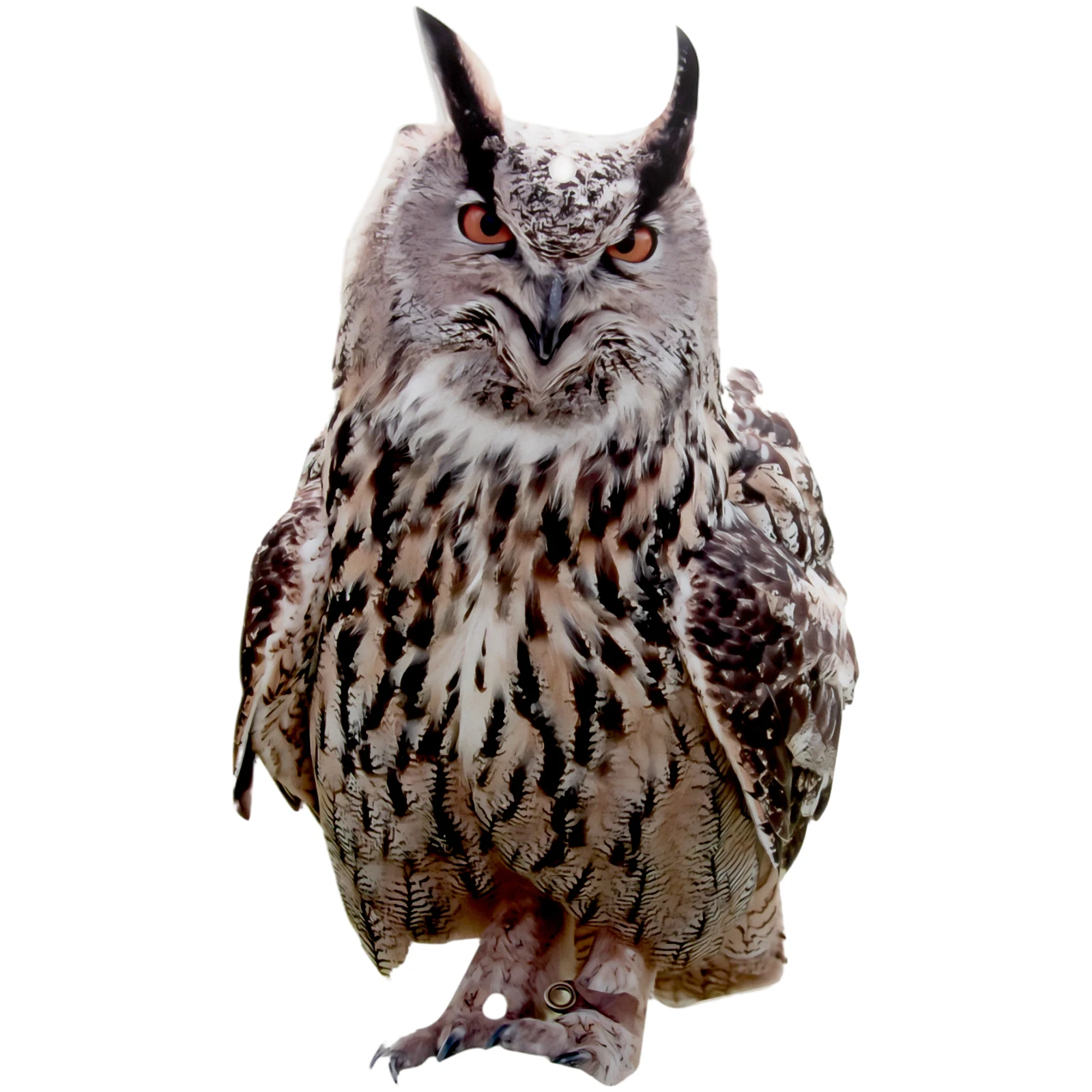 Voor-Tuin-Tuin-Nep-Uil-Vogelverschrikker-Vogel-Scarer-Bird-Control ...