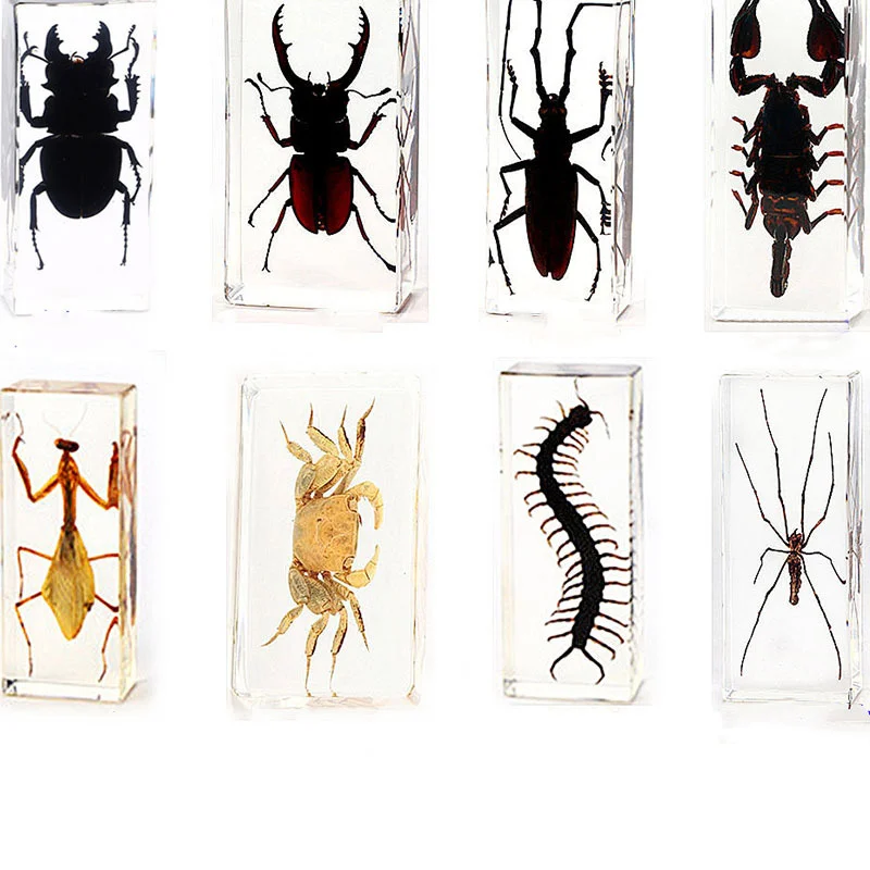 Real-resin-insect-specimen-suitable-for-teaching-and-cognition-of ...