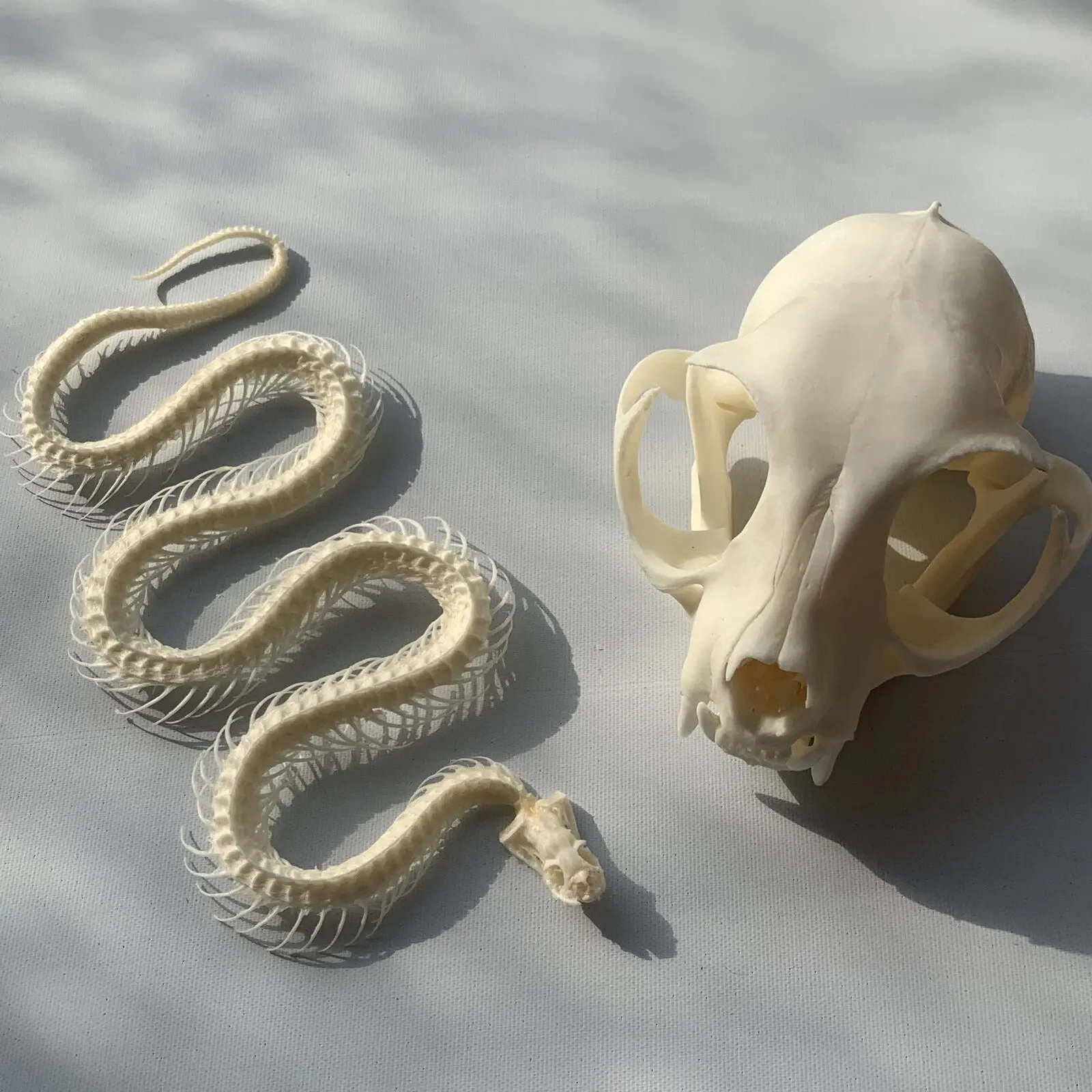 Corn Snake Skull