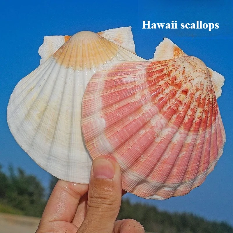 Hawaiian Scallop Painting Shell Large Natural Conch Shell White Scallop ...
