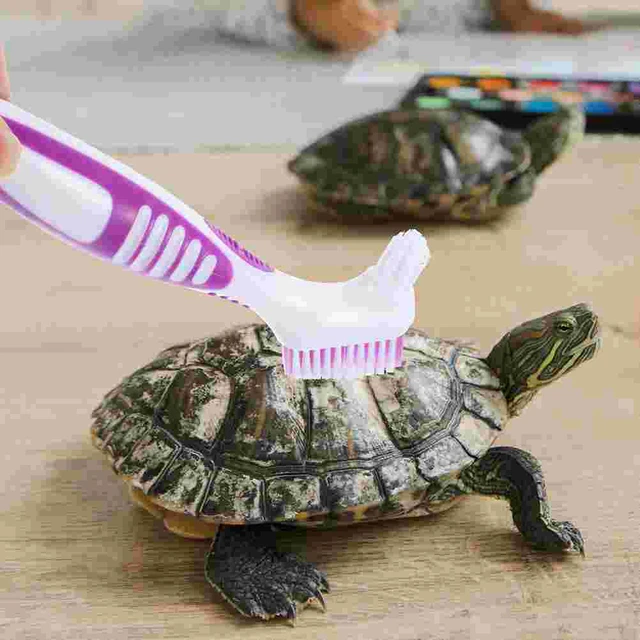 Tortoise Shell Brace