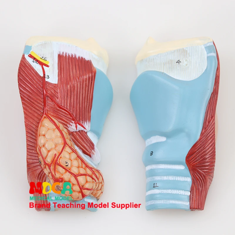Life-Size-Human-Larynx-Model-Anatomically-Accurate-Throat-Model-Pharynx ...