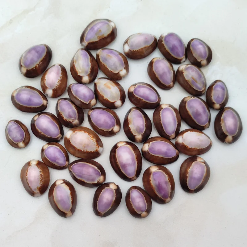 Natural Cypraea carneola Shell - Purple Mountain Cowrie, Aquarium Decor ...