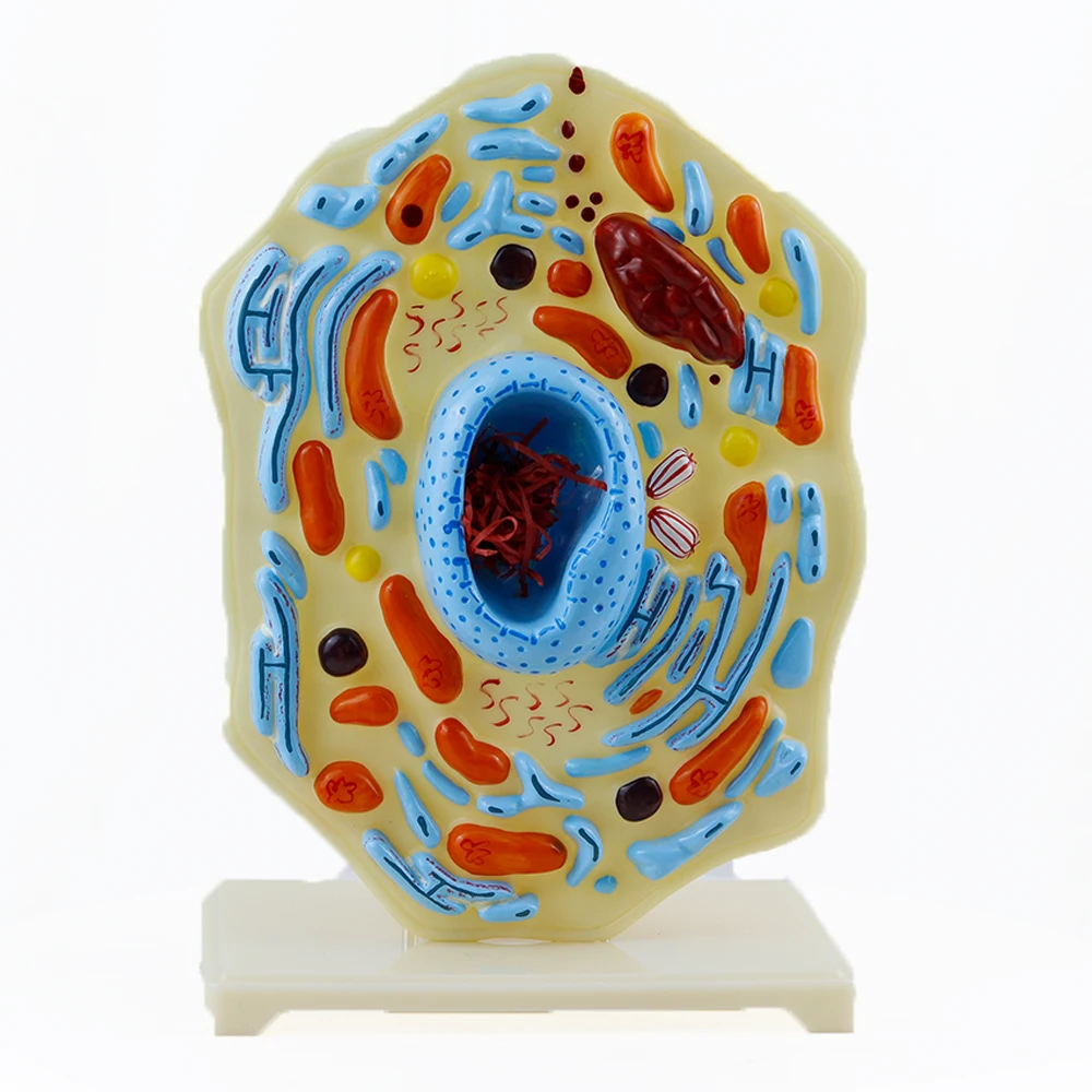 Animal-Cell-Model-Microstructure-Anatomical-Model-Middle-School-Biology ...