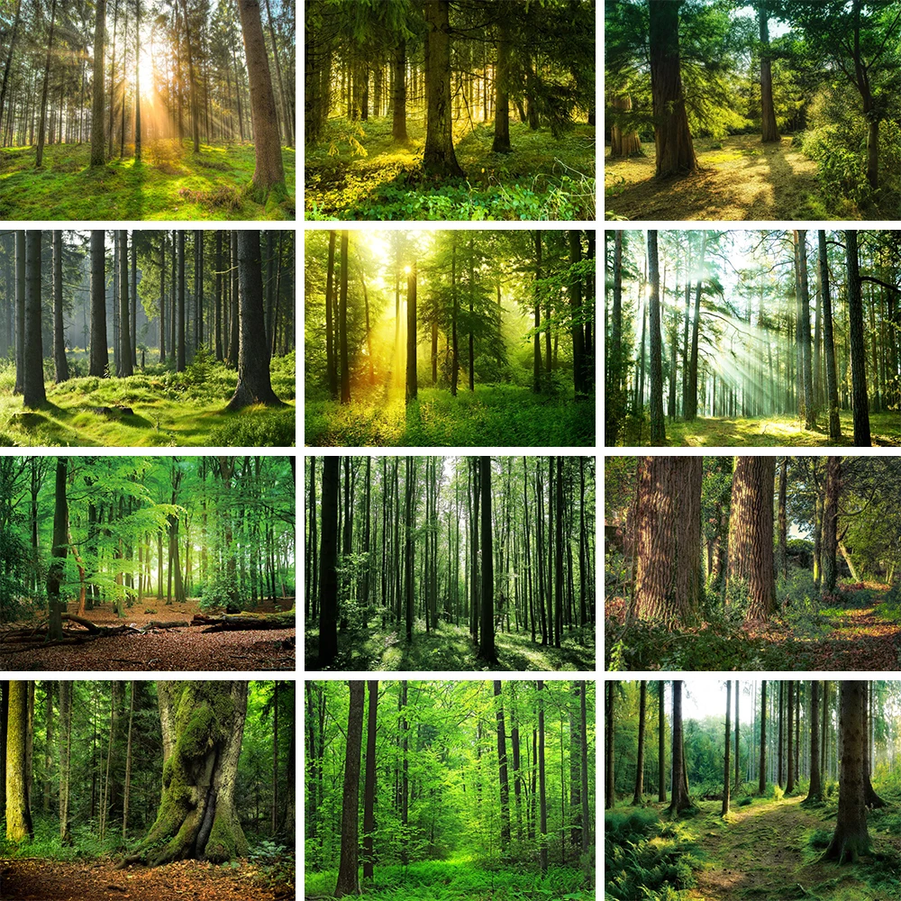 Natural Virgin Forest Photography Backgrounds HD: My Real-World ...