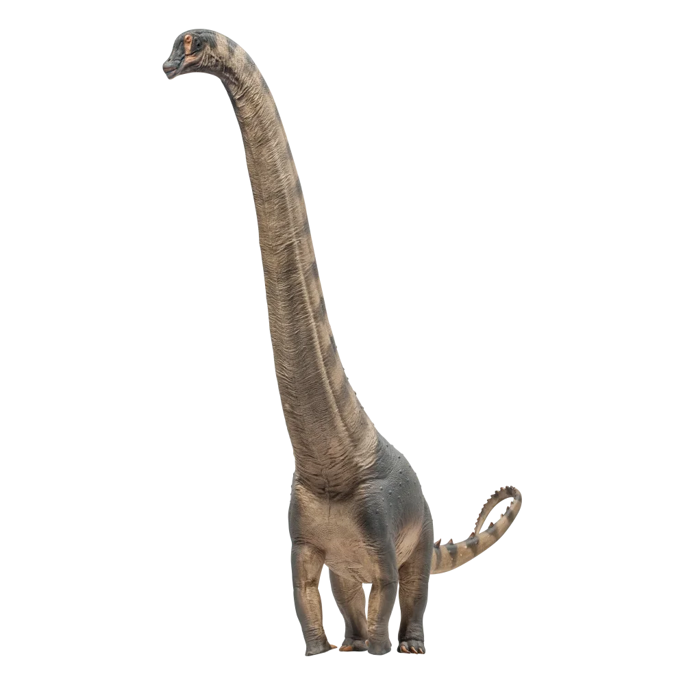 79 PNSO 中身中空 Yahoo!オークション