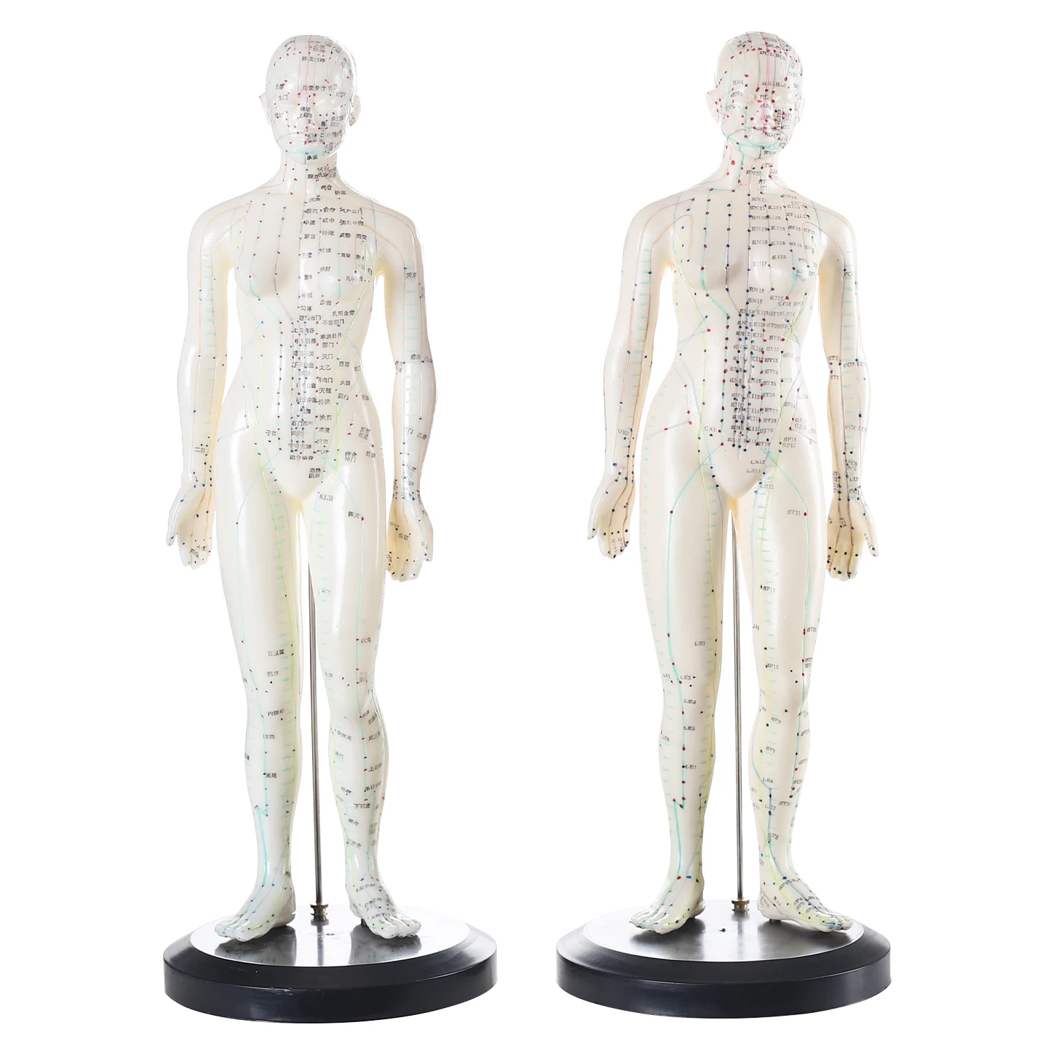 Acupuncture Model 50cm Female or Male PVC Human Body Acupuncture Model ...