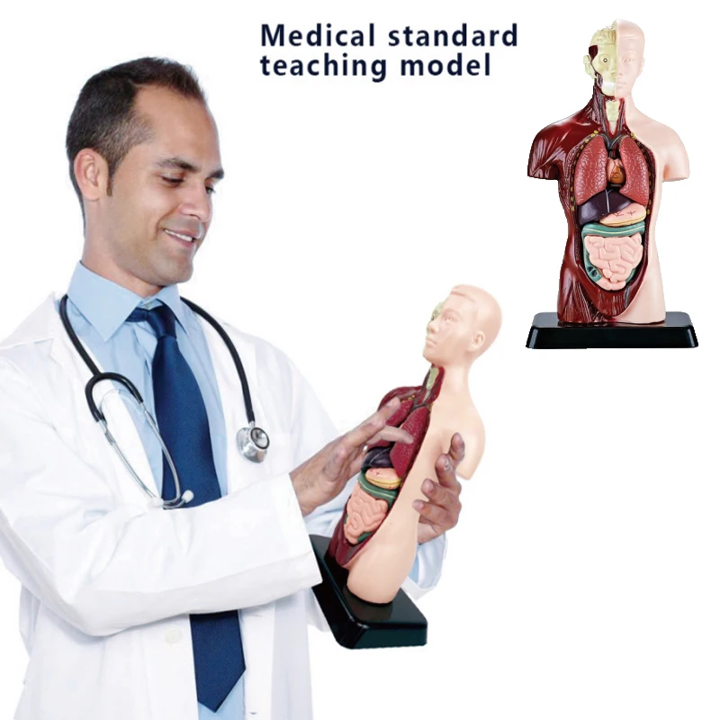 3D-Human-Anatomy-Organ-Teaching-Aids-Torso-Model-Simulation-Human-Body ...