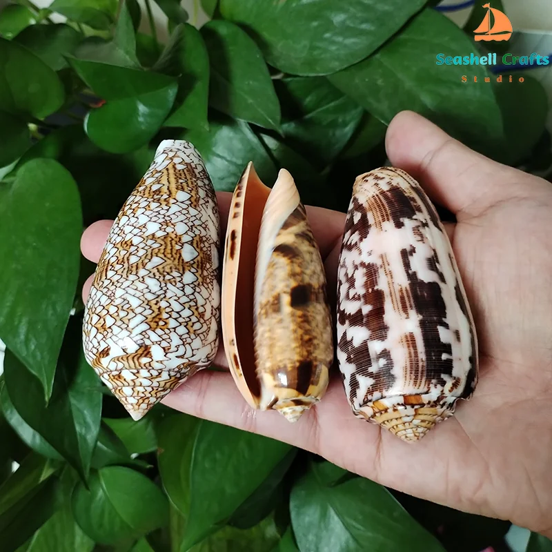 3-PCS-Large-Cowrie-Sea-Shells-7-10CM-Long-Polished-Mixed-Natural-Cone ...