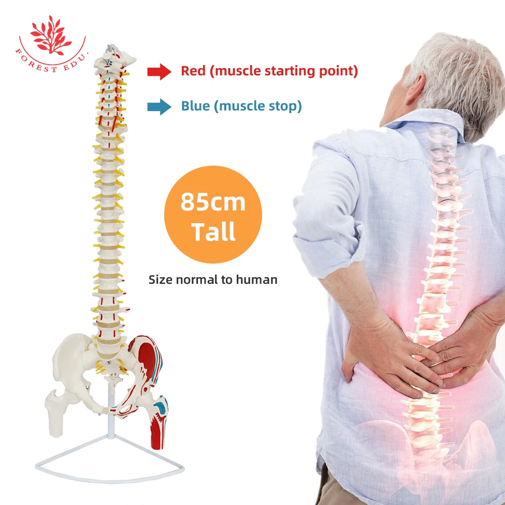 Anatomical-Spine-Models-with-Muscle-Starting-And-Ending-Points-FRT015 ...