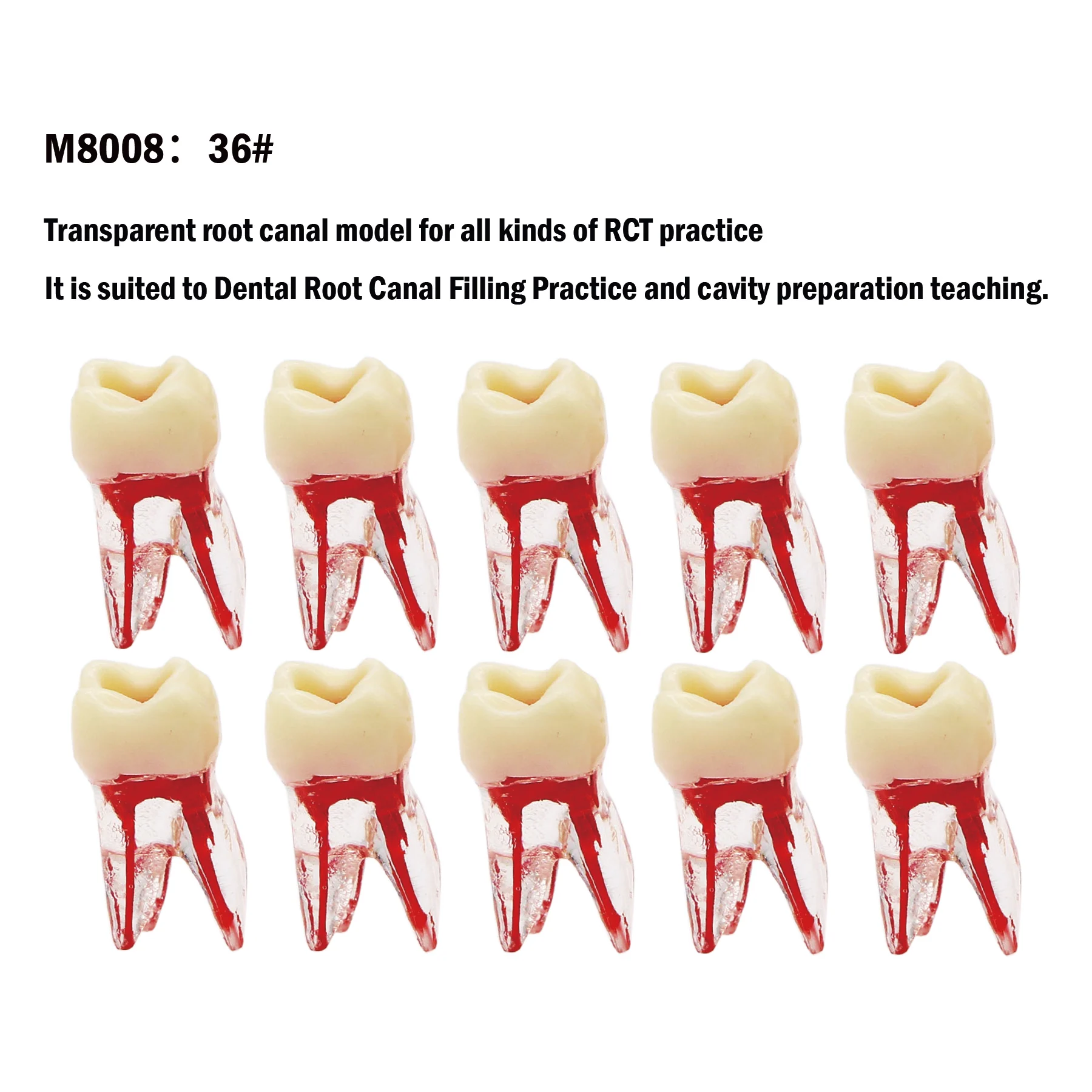 10Pcs-Dental-Endo-Root-Canal-Teeth-Study-RCT-Practice-Model-Kilgore-Nissin-Type-For-Cavity ...