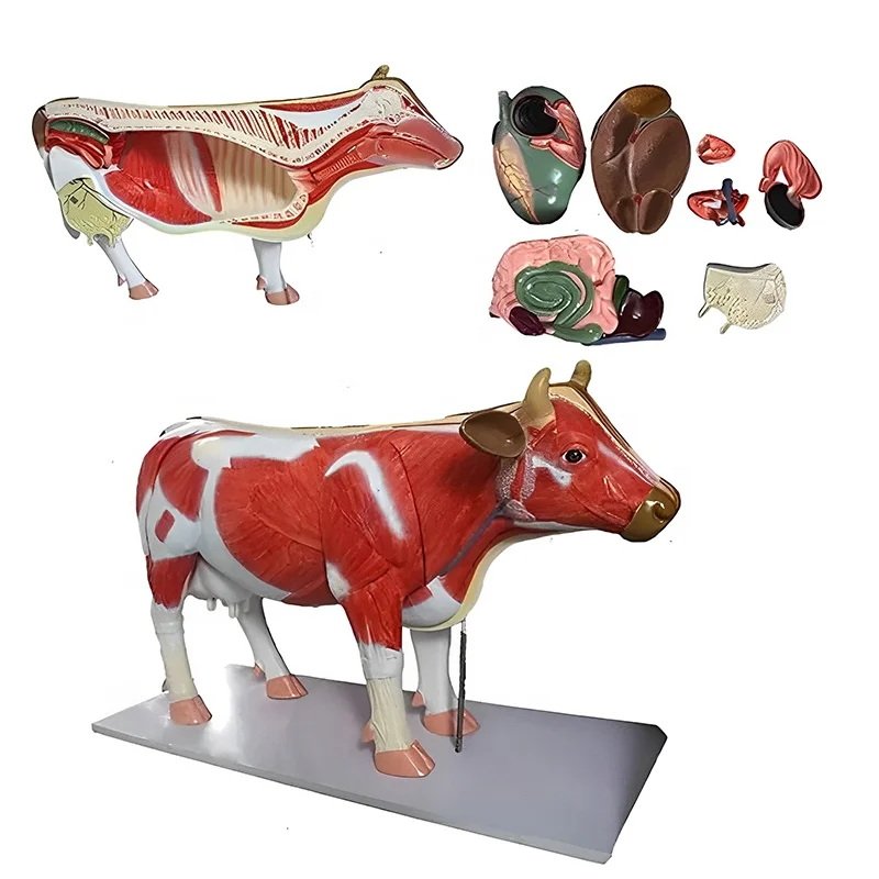 Medical-Teaching-Cattle-Animal-Bovine-Anatomical-Dissection-Model-Vet ...