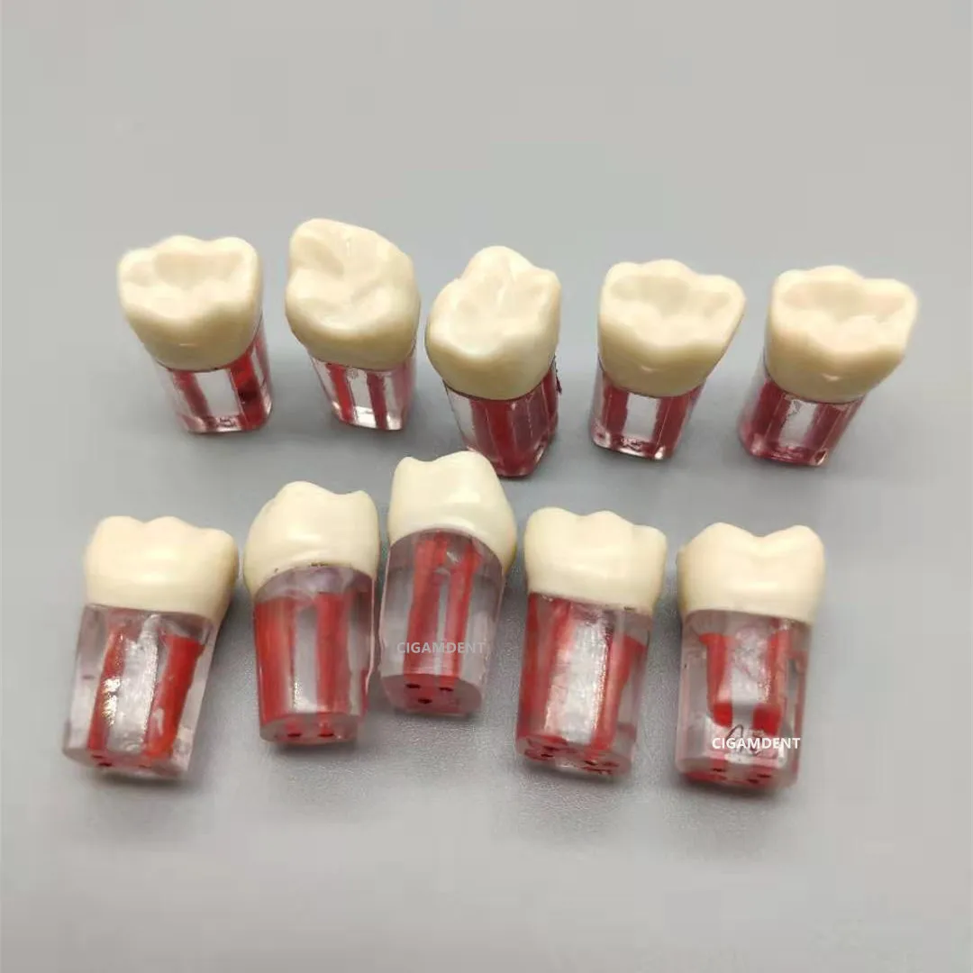 10Pcs-Dental-Endodontic-Root-Canal-Practice-Model-RTC-Files-Practise ...