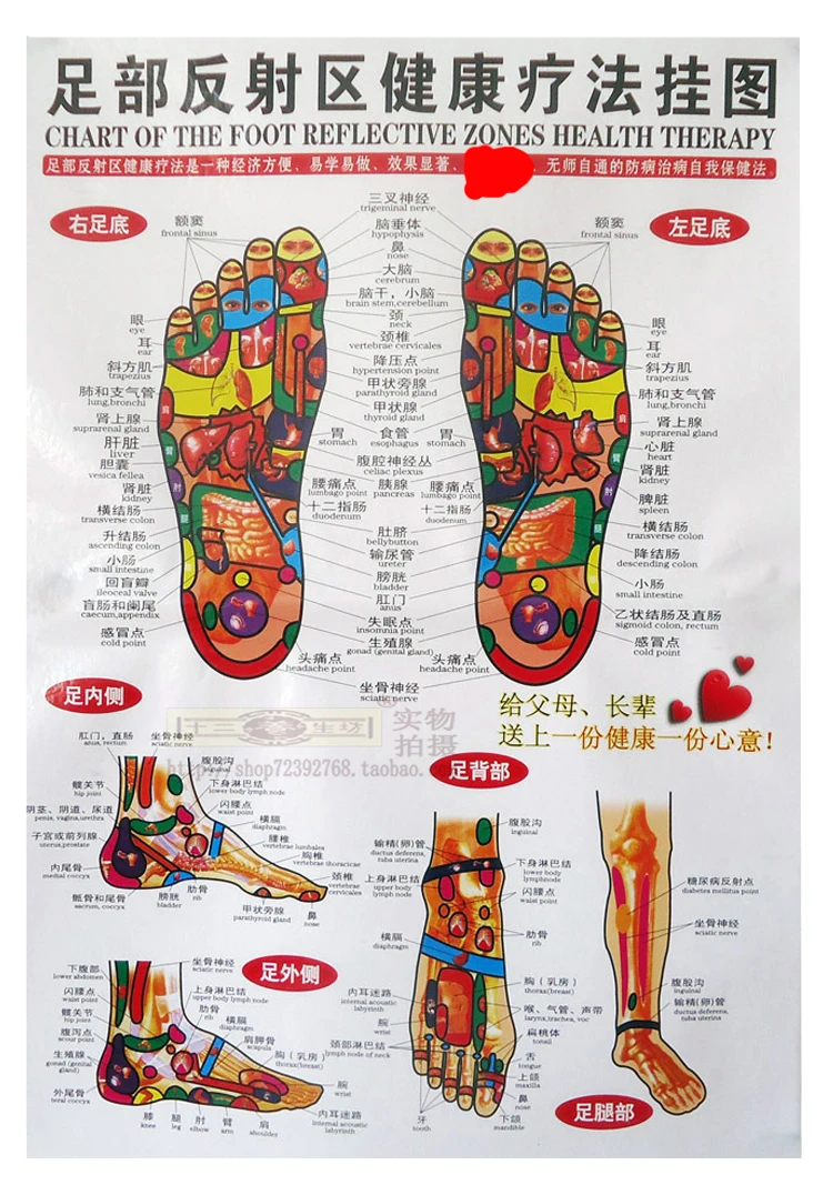 7Pcs English Hand Foot Ear body reflective zones meridian points human ...