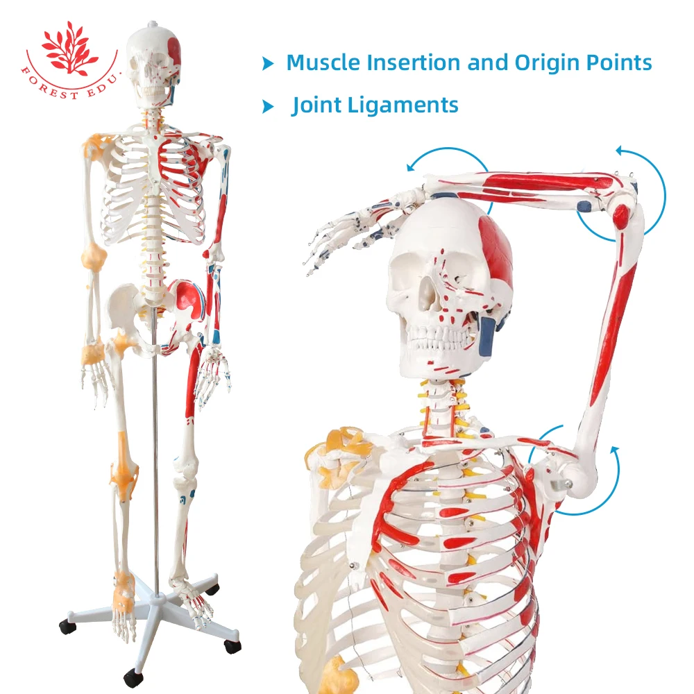 Human-Skeleton-176cm-FRT002-Life-Size-PVC-Material-With-Muscle-Points ...