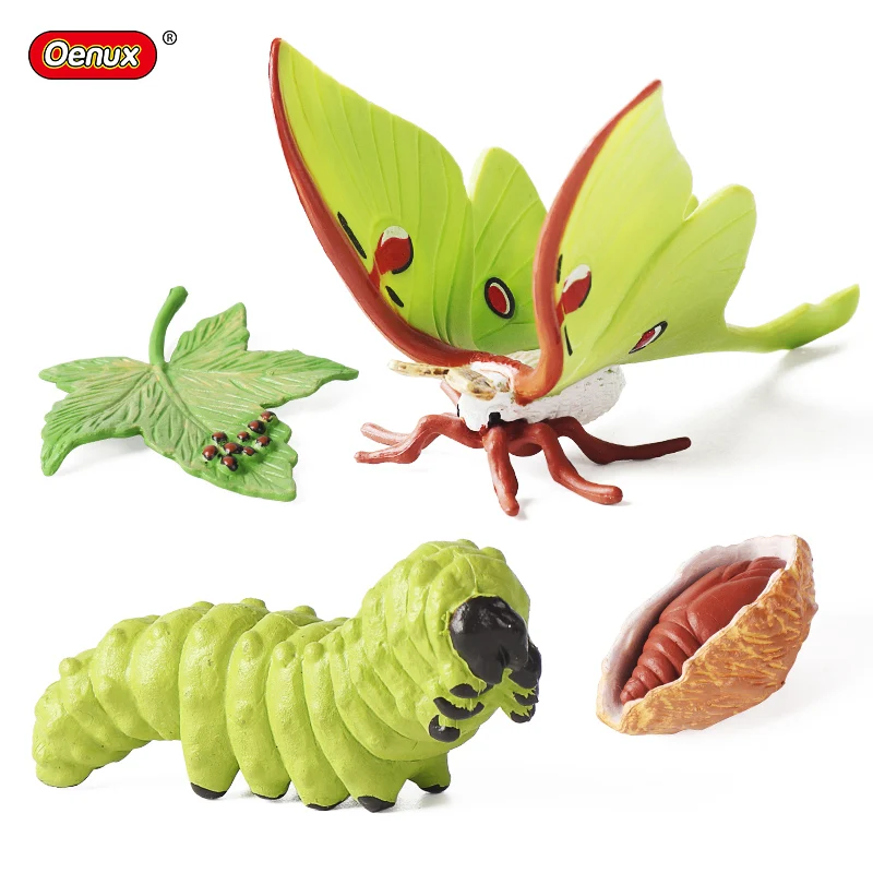 Oenux-Life-Growth-Cycle-Animals-Model-Set-Insect-Luna-Moth-Actias ...