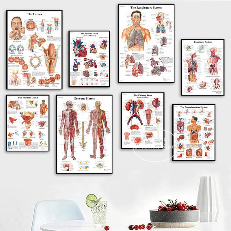 Human-Anatomy-Muscles-System-Poster-Medical-Educational-Body-Map-Chart ...