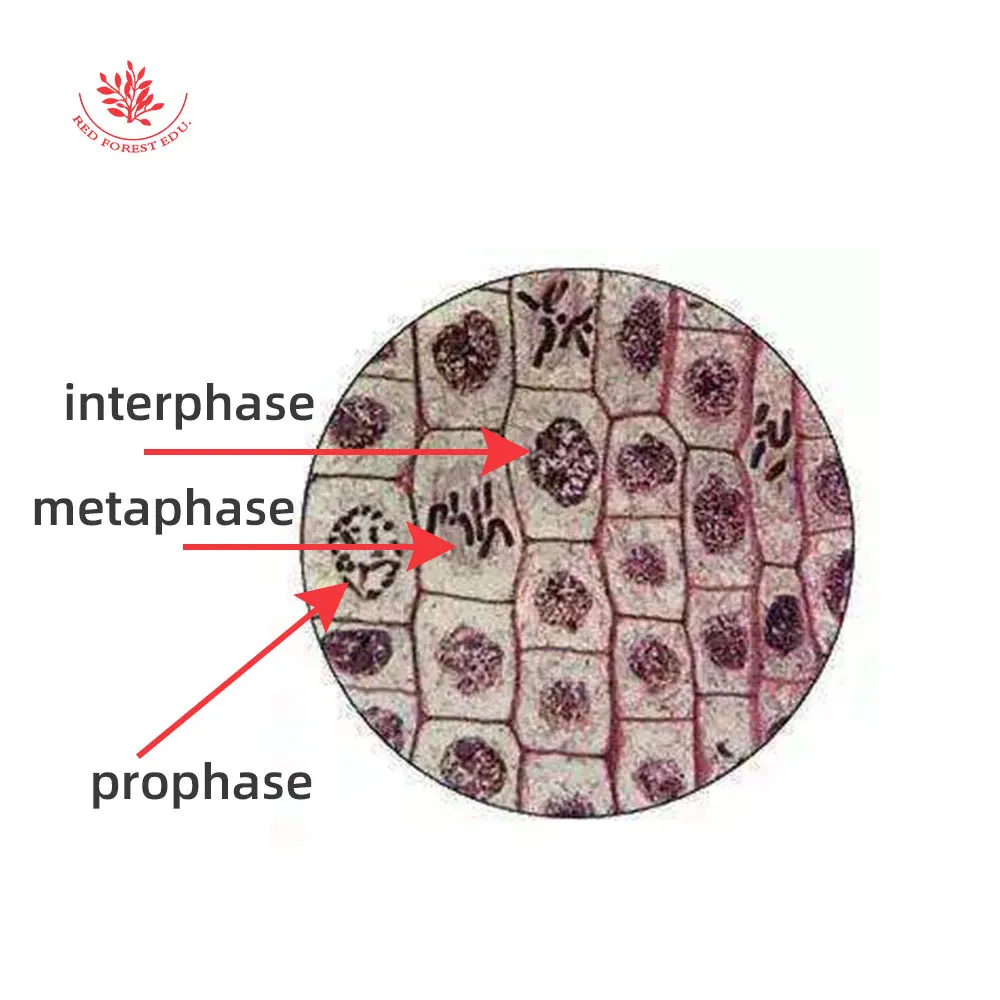 allium root tip cell