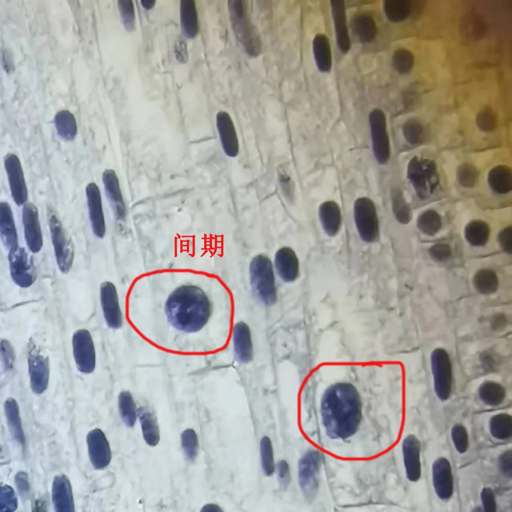 Mitosis Onion Root Tip Slides