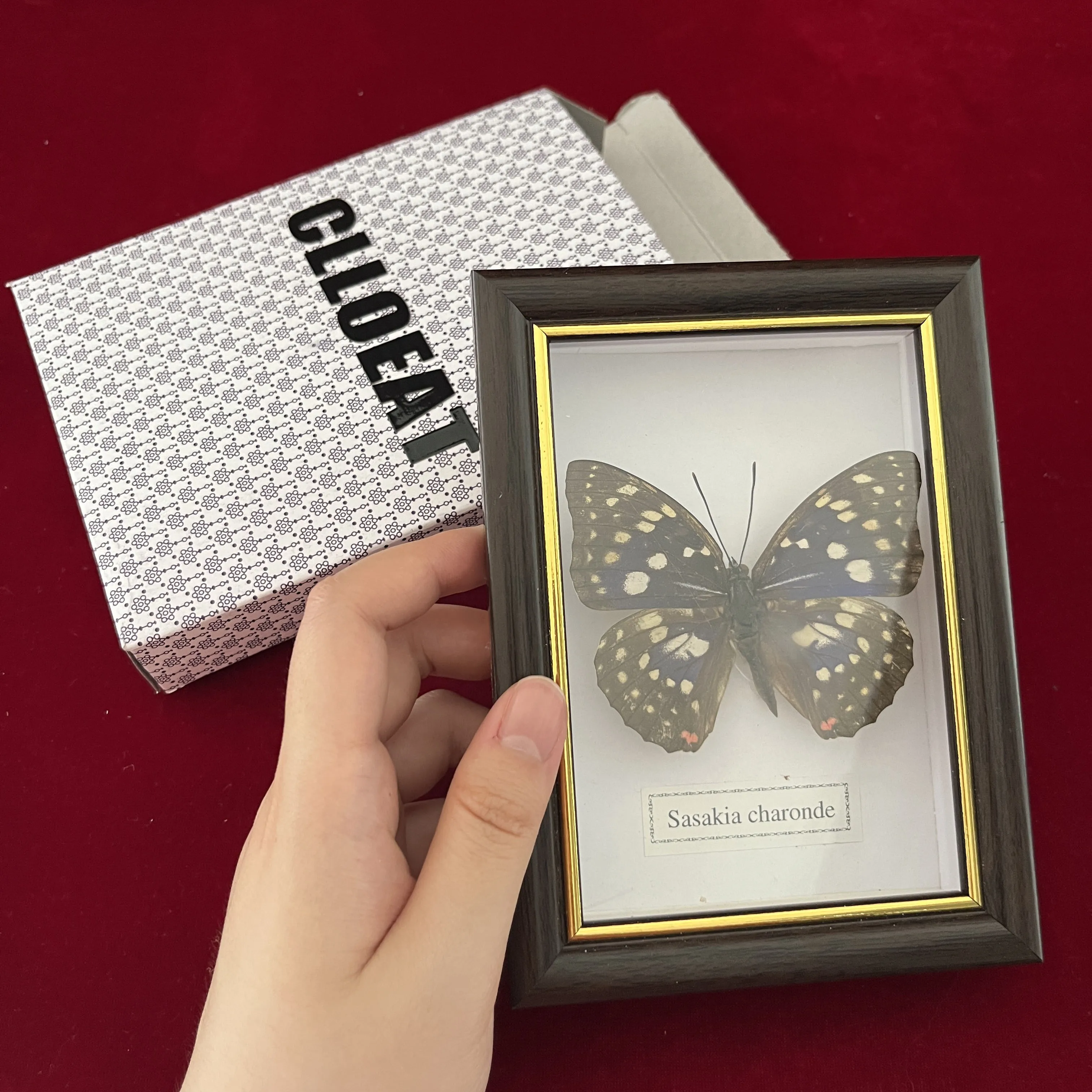 CLLOEAT-Real-Framed-Assorted-Butterflies-Beautiful-Framed-Butterfly ...