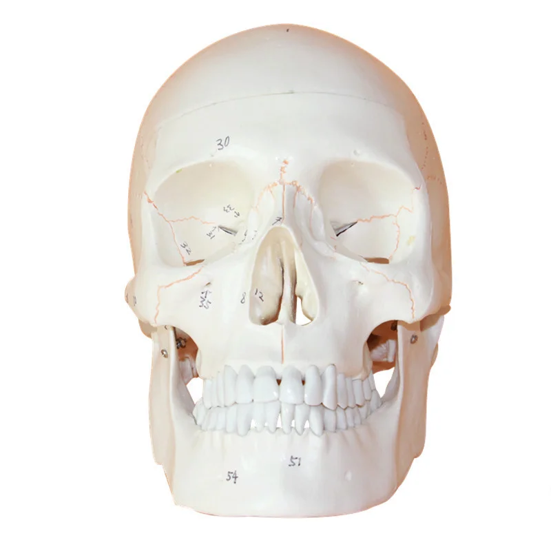 1-1-Skull-teaching-model-with-digital-identification-and-detachable ...