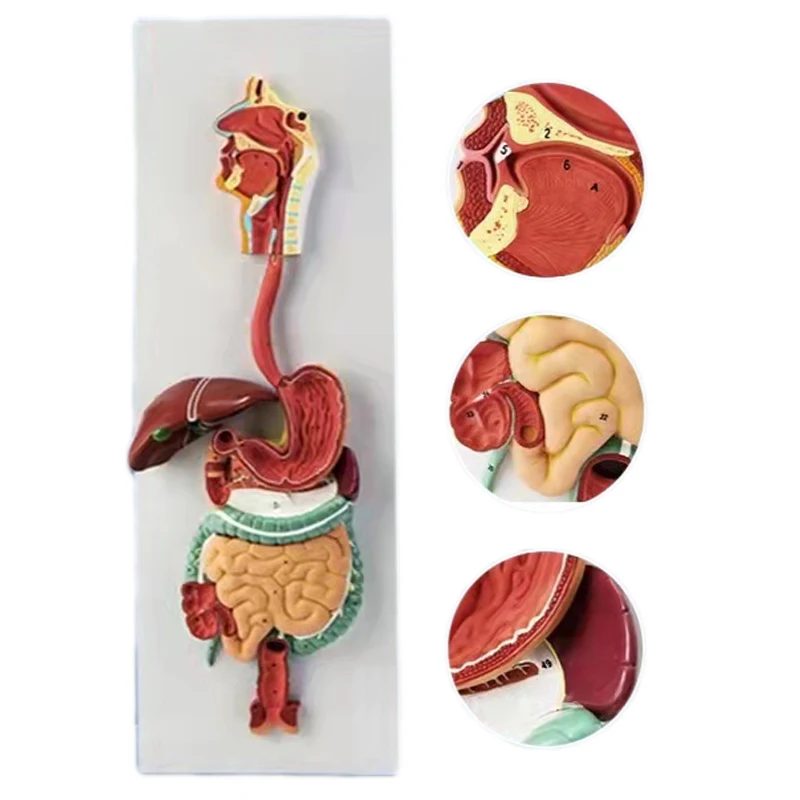 Digestive System Anatomy Mouth