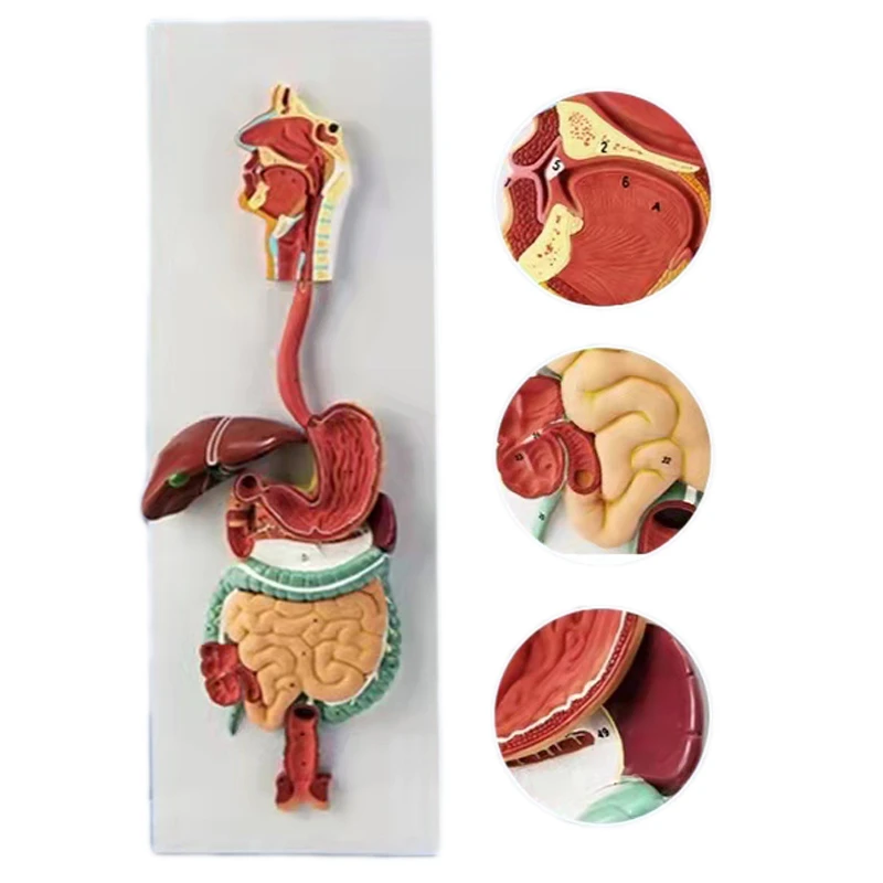 Human Digestive System Model | canoeracing.org.uk
