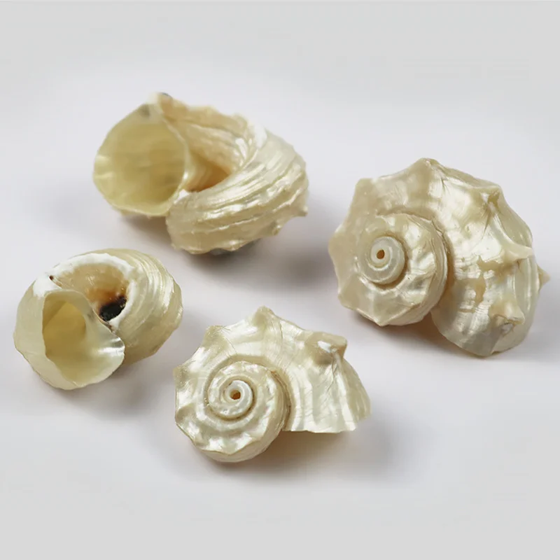 Collection of Natural Conch Shell Scallop Fish Hermit Crab Landscape ...