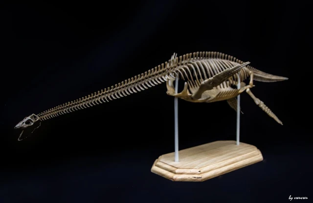 Plesiosaur Skeleton Size