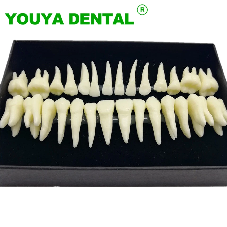28pcs-set-Dental-Teeth-Model-Adult-Full-Mouth-Tooth-Model-Resin ...