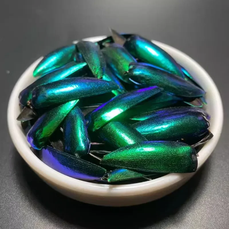 Real-Insects-Beautiful-Jiding-Insect-Coleoptera-Pure-Natural-Non-Fading ...