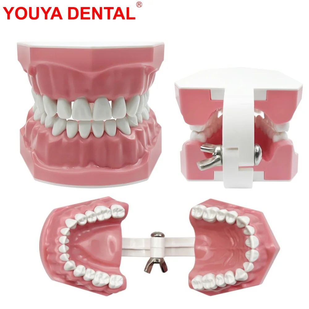 Plastic-Teeth-Model-Dental-Teaching-Model-Doctor-Patient-Communication ...