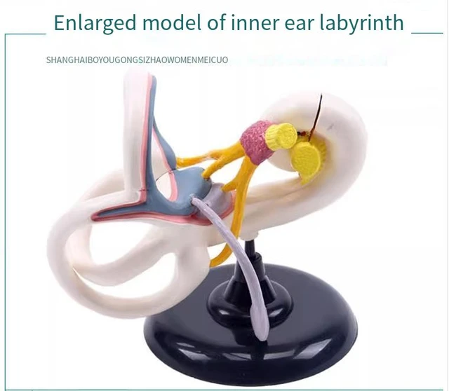 Vestibule Ear Model