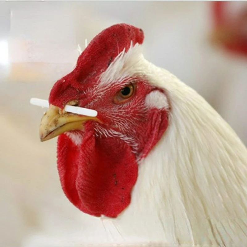Cock Nose Sticks/Prevention of Stealing Hen Food 7cm/Chicken Feed ...