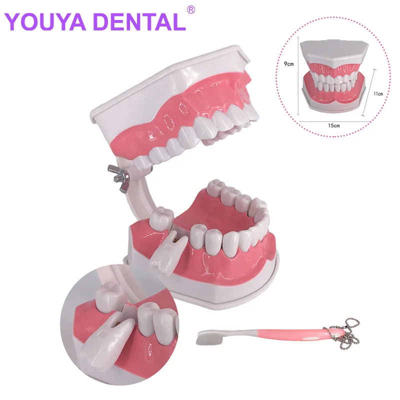 Dental Teaching Teeth Model Children Kid Study Cavities Model ...