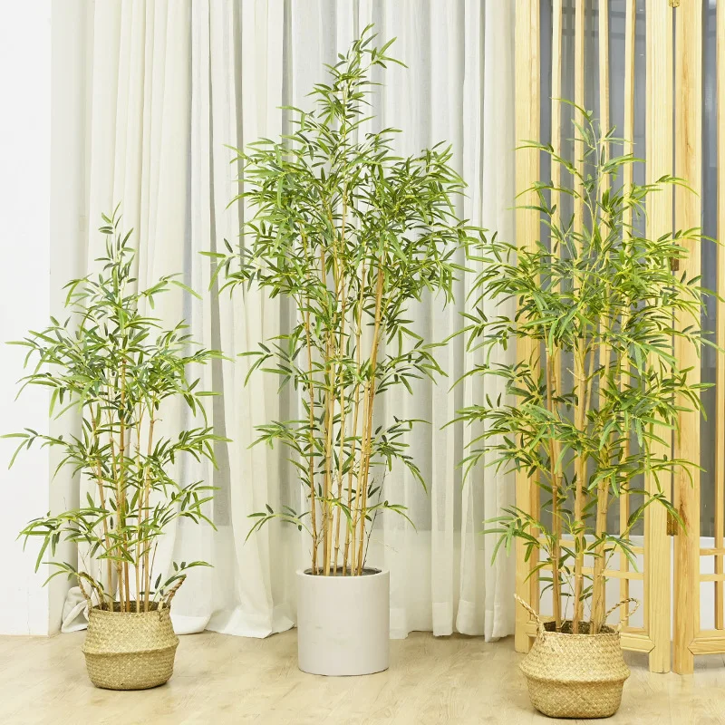Tall Indoor Bamboo Plants
