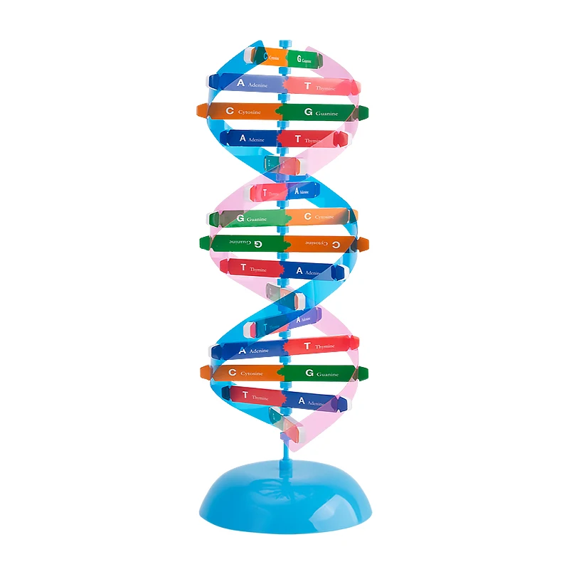 DNA-Molecular-Model-Double-Helix-Structure-Model-Component-Chromosome ...