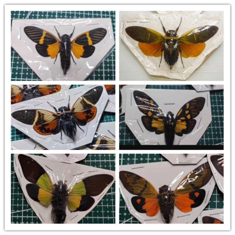 Real-Insect-Specimens-Cicada-Science-Popularization-Teaching ...