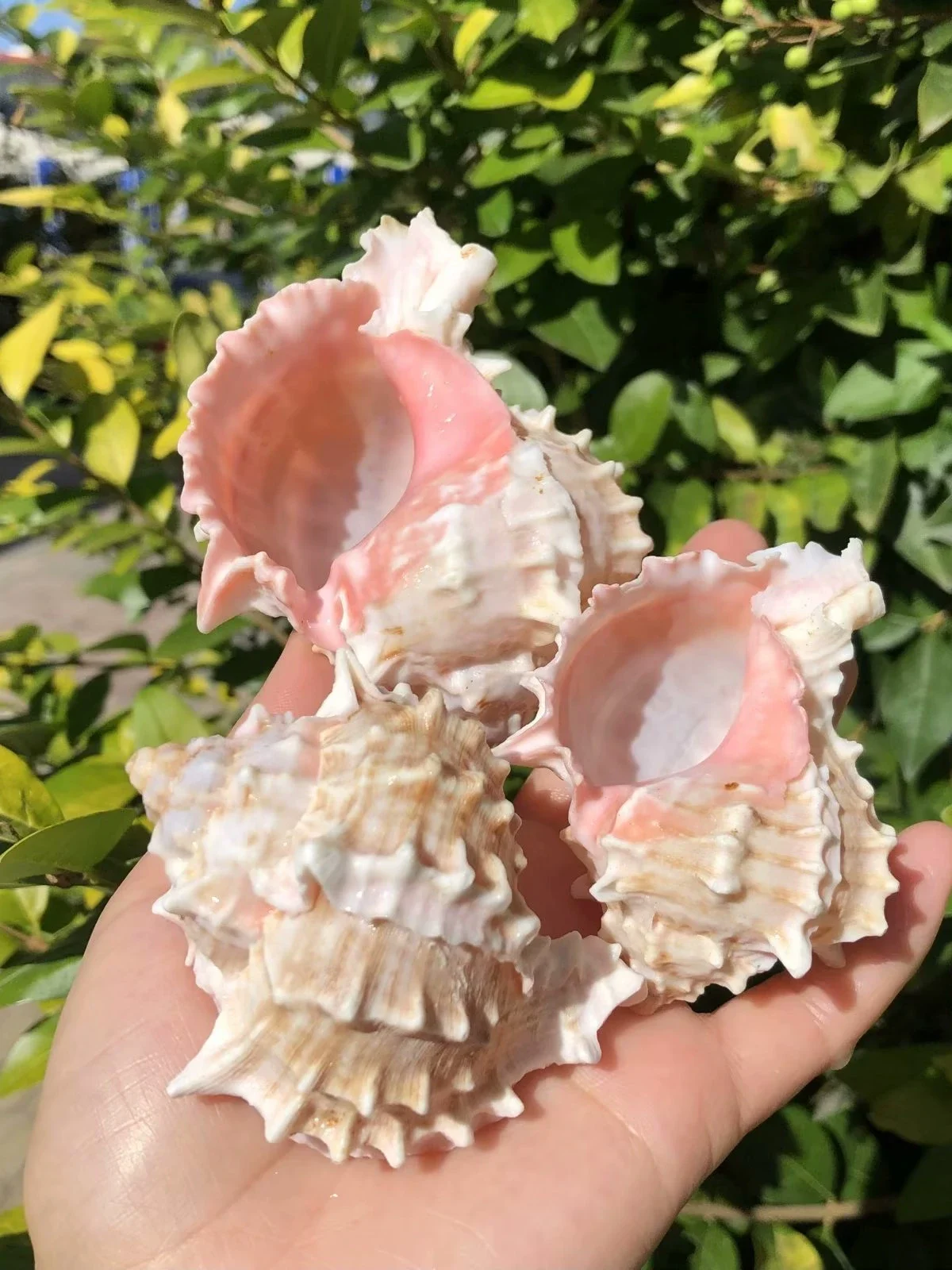 Natural-Conch-Shell-Starlight-Jade-Snail-Red-Bone-Snail-Crafts-Home ...