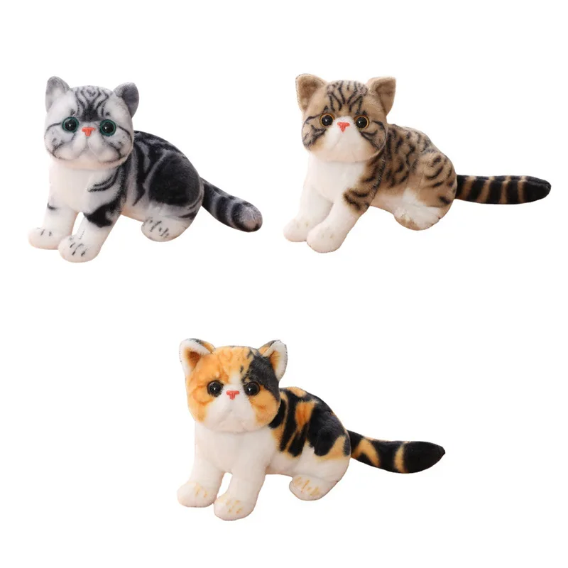 Calico Tabby Cat Kitten
