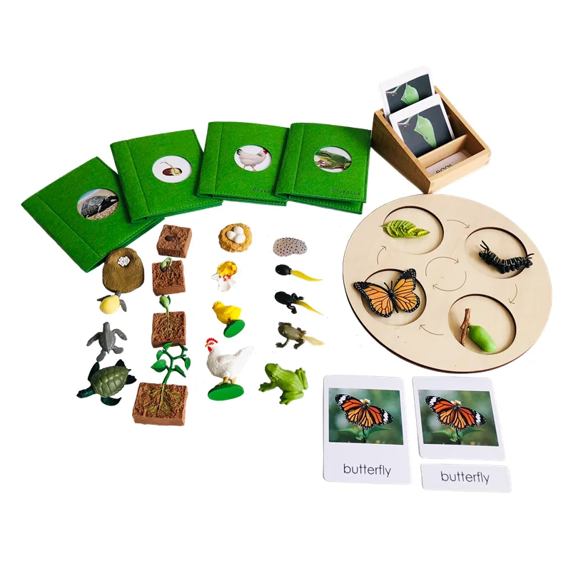 Montessori-Biology-Materials-Life-Cycle-Learning-Tools-Butterfly-Frog ...