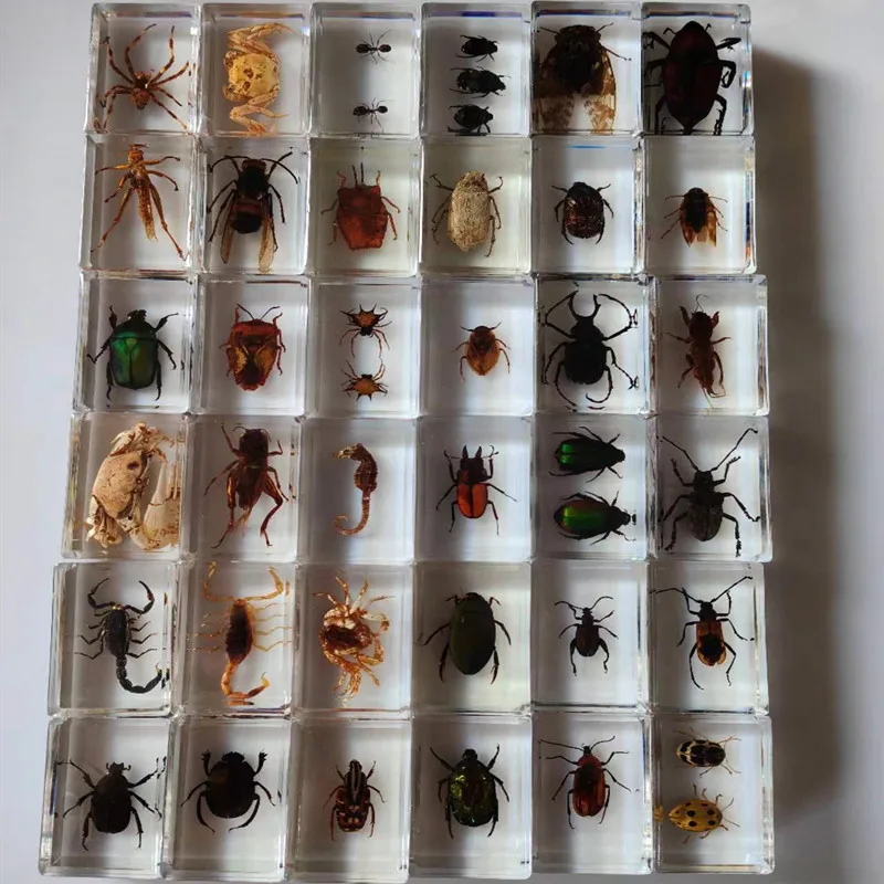 Real-Insect-Specimens-Are-Wrapped-In-Resin-Desktop-Decoration-Insects ...