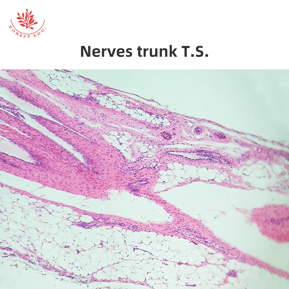 Nervous Tissue Slide