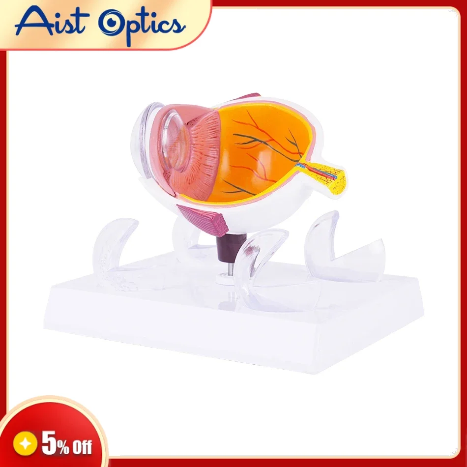 Aist-Cornea-Eyeball-Human-Eye-Model-Demonstration-Teaching-Prop ...
