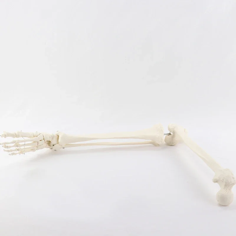 nsan-ayak-eklem-modeli-fibula-ve-femur-anatomik-ayak-kemik-modeli-anatomisi-skelet-modeli-t.jpg