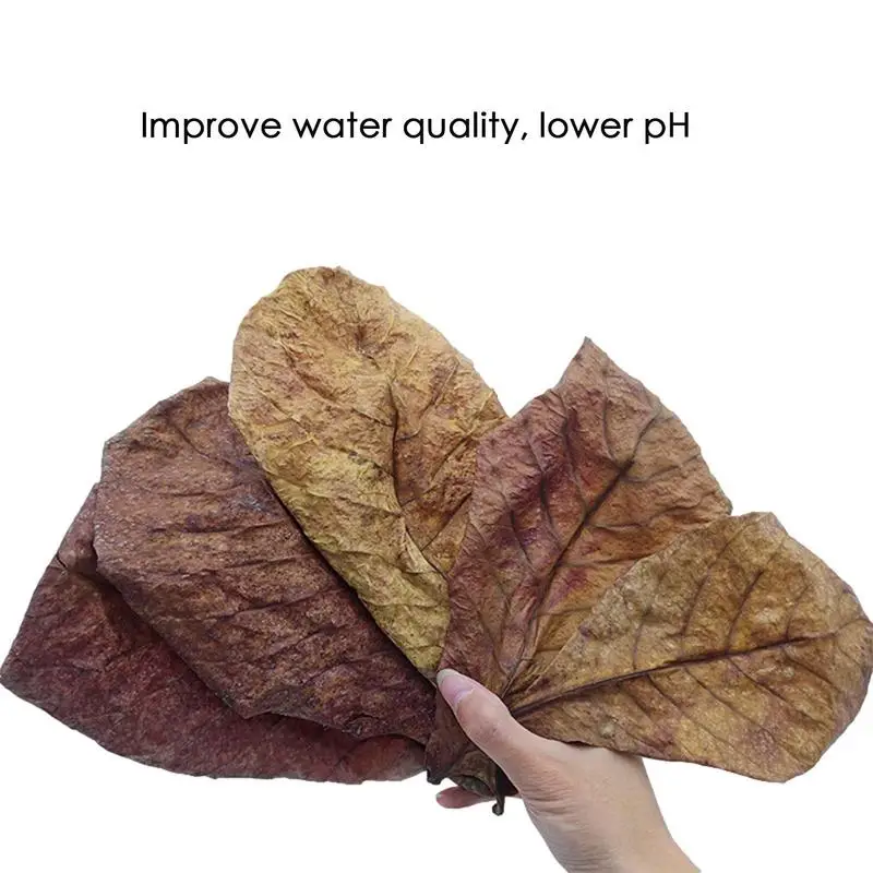 Terminalia Catappa Aquarium Leaves – Pet Planets Store
